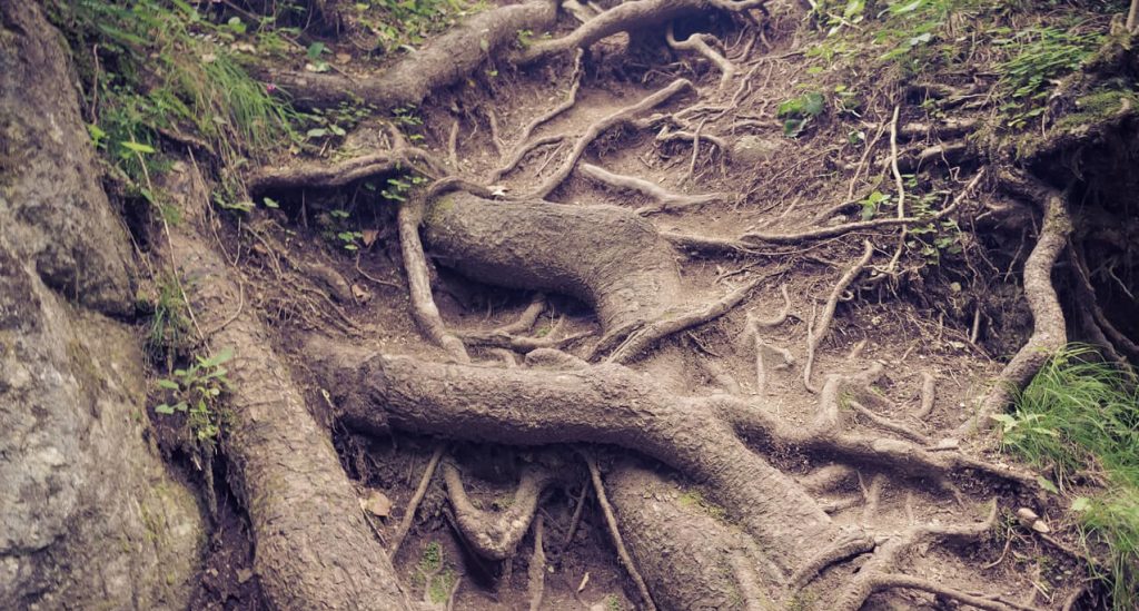 How Summer Droughts Encourage Tree Root Drain Damage